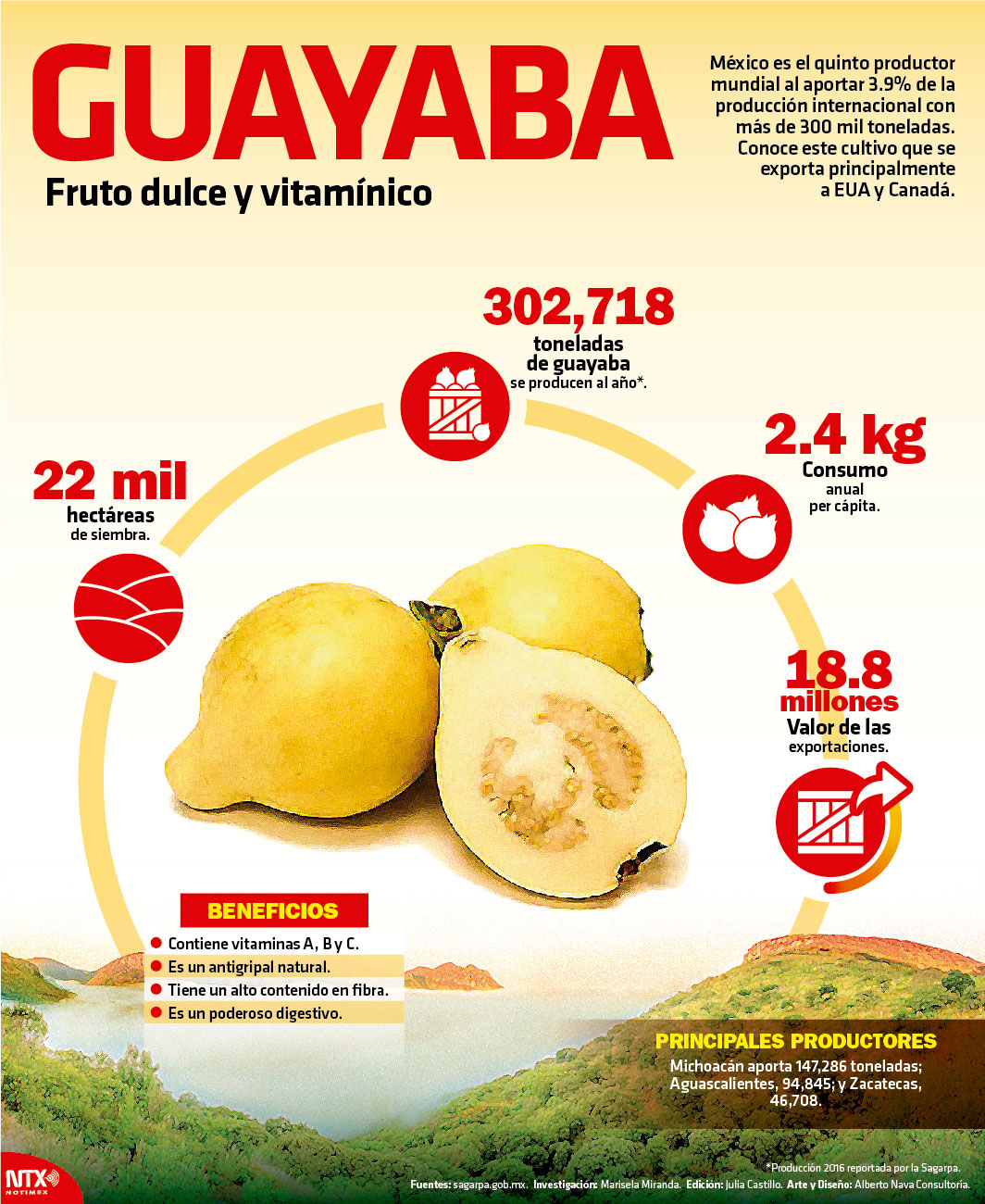 Hoy Tamaulipas - Infografía: Guayaba, fruto dulce y vitamínico