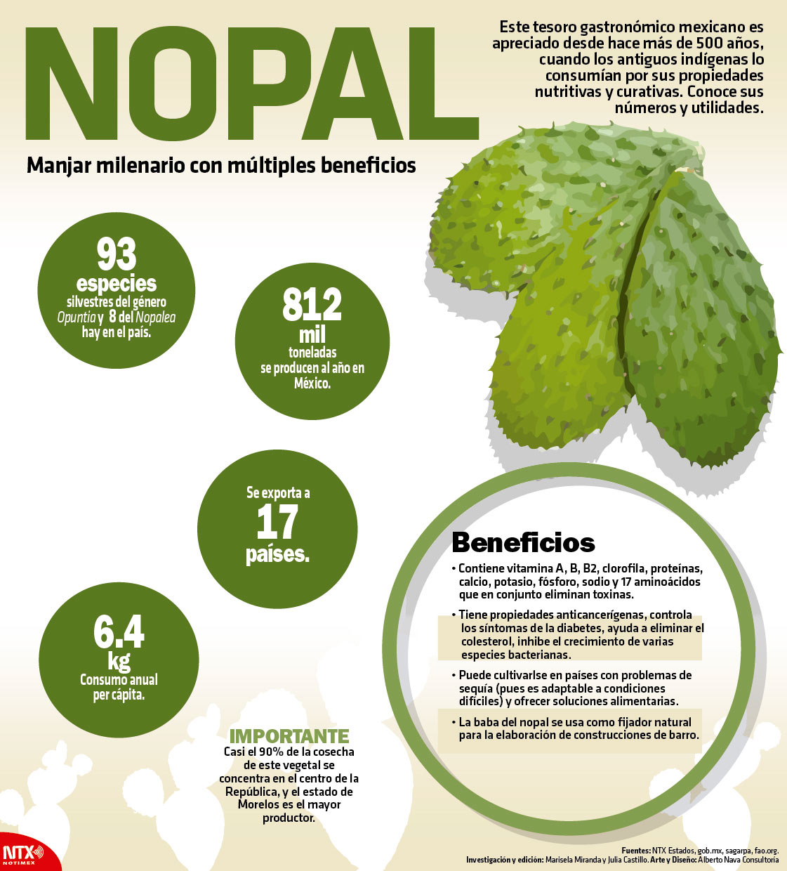 Hoy Tamaulipas - Infografía: Nopal, manjar milenario con múltiples beneficios