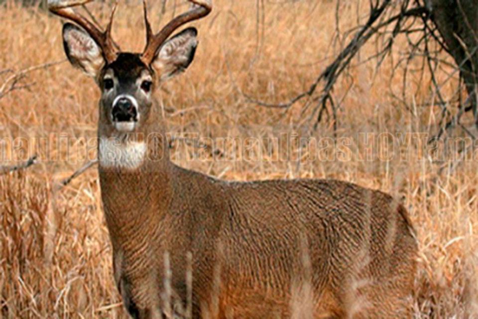 Hoy Tamaulipas - Promueven conservacion de venado cola blanca en Morelos