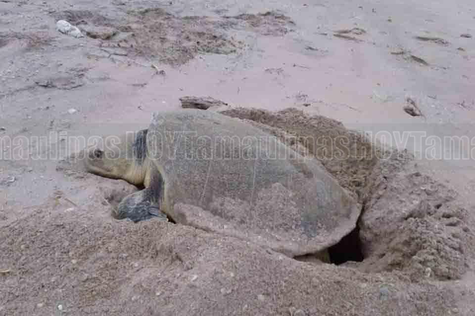 Hoy Tamaulipas - Llega la primera tortuga Lora a Tamaulipas