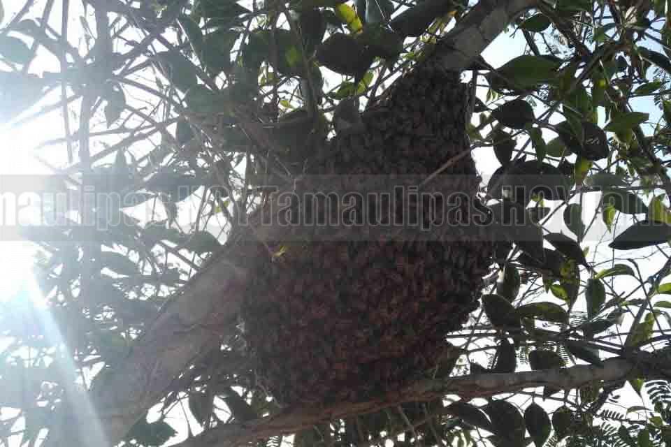 Hoy Tamaulipas - A la alza ataques de abejas en la zona rural de Altamira