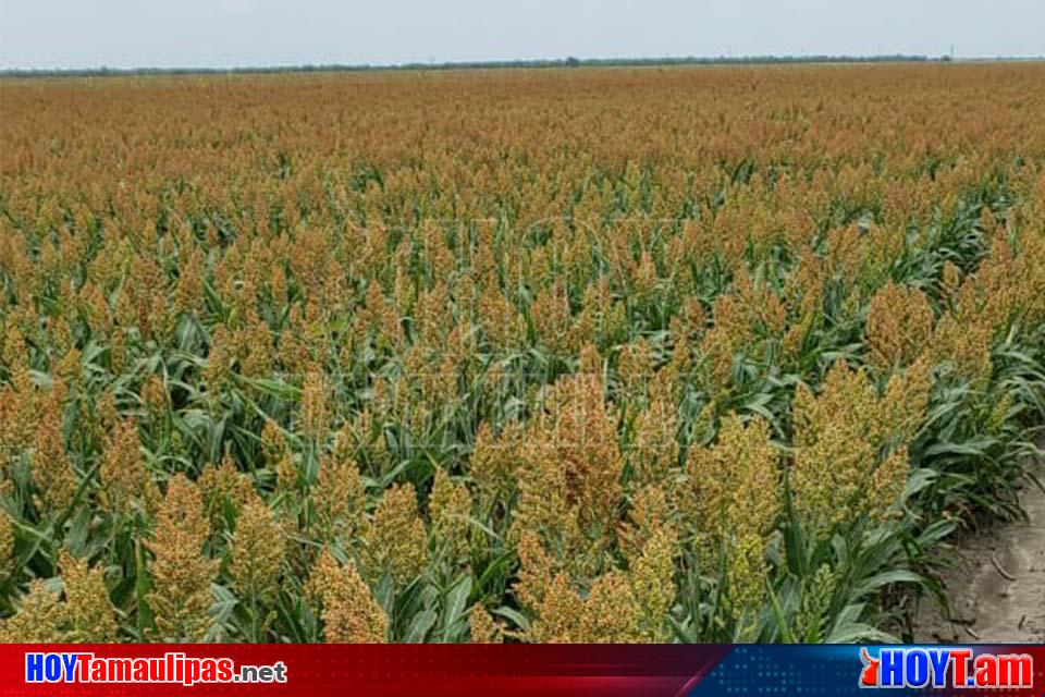 Hoy Tamaulipas - En riesgo mas de 70 mil hectareas de sorgo por falta de lluvia en Tamaulipas