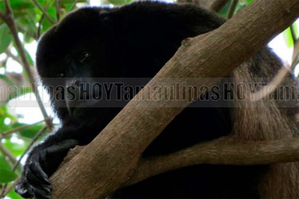 Hoy Tamaulipas - Estudio busca proteger primates mexicanos en peligro ...