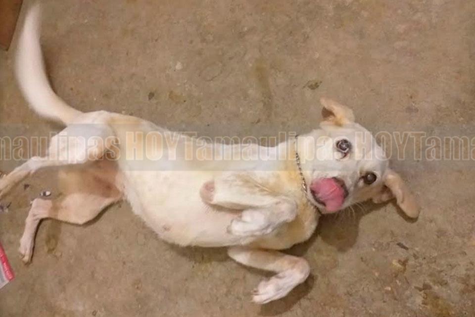 Hoy Tamaulipas - Solo quieren adoptar perros fifi y cachorros en el sur ...
