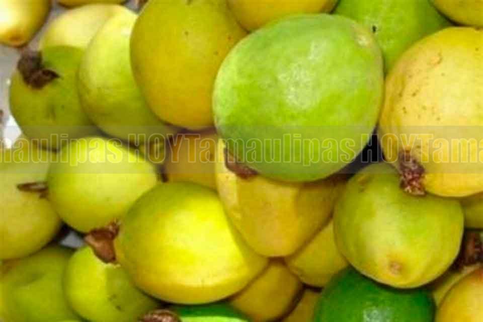 Hoy Tamaulipas - Guayaba de Calvillo la mas dulce que se produce en Mexico