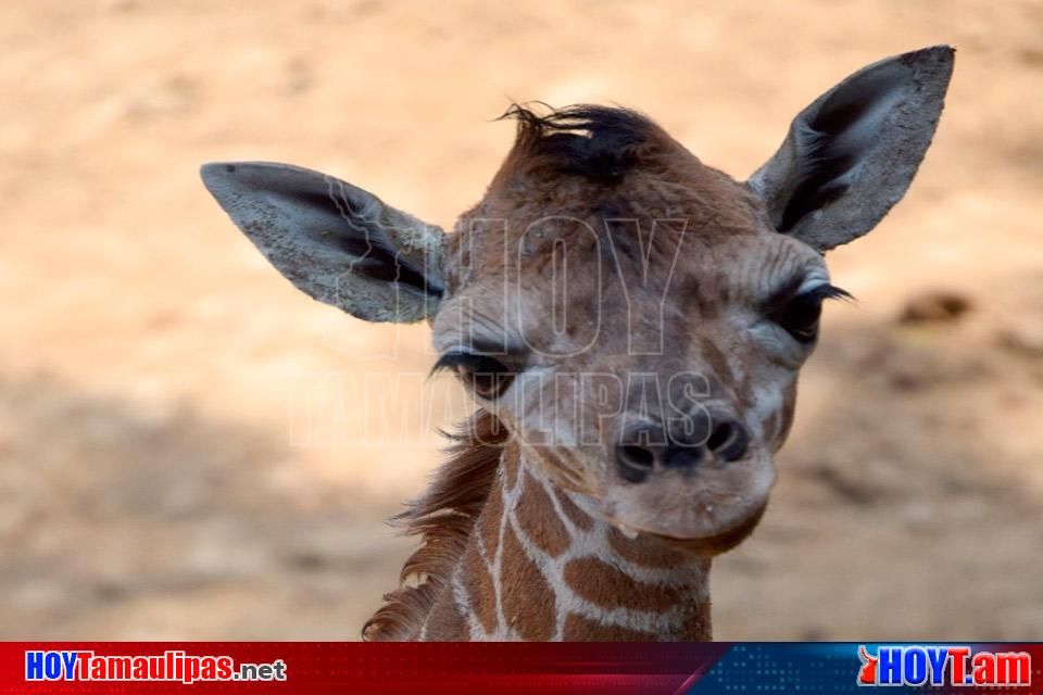 Hoy Tamaulipas - Jirafa bebe es presentada en habitat del Zoologico de Chapultepec