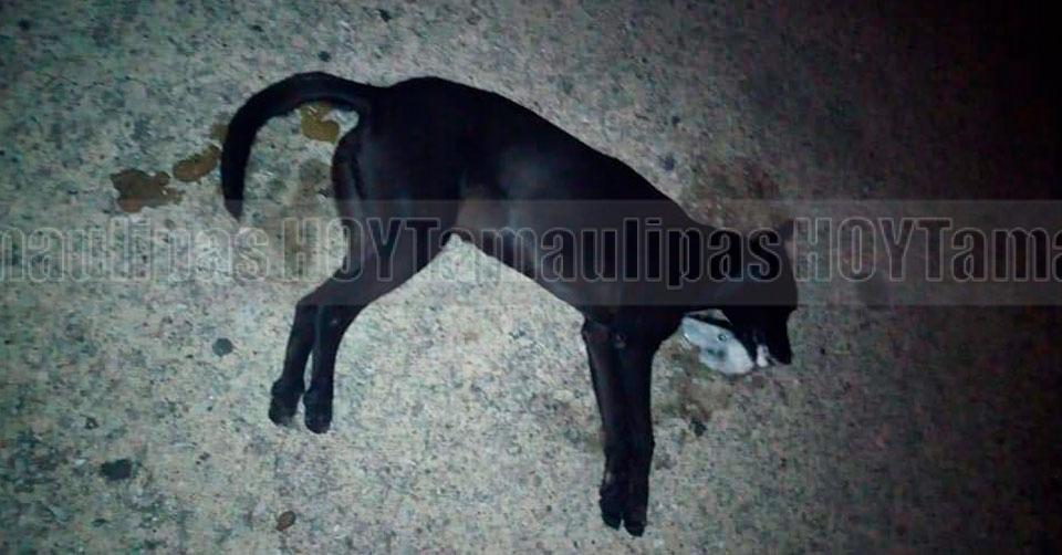 Hoy Tamaulipas - Envenenan perros en instalaciones maritimas de Pemex ...