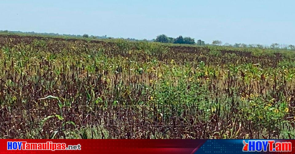 Hoy Tamaulipas - Tamaulipas Exigiran productores agropecuarios de Tamaulipas apoyo emergente a ...