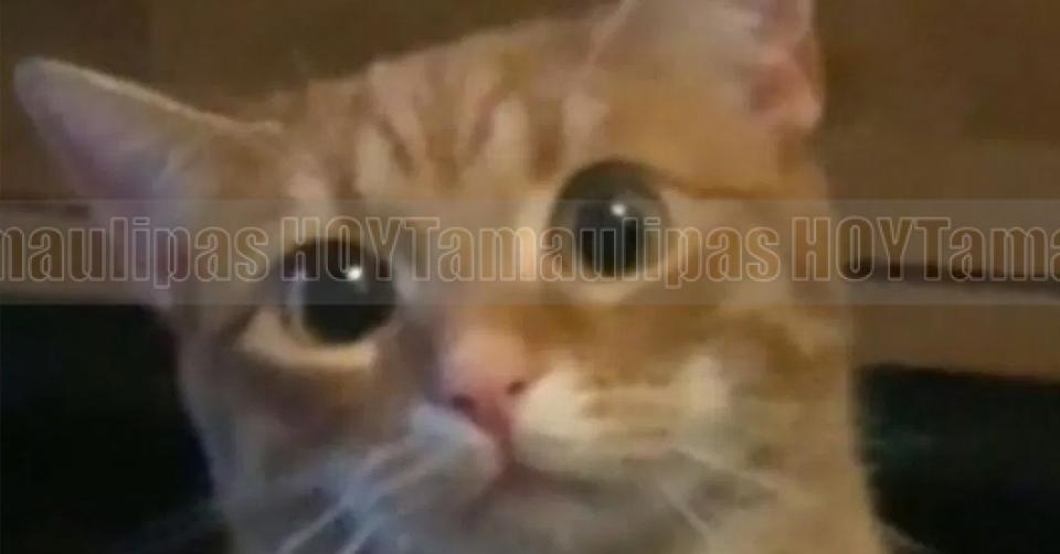 Hoy Tamaulipas - Gatito se vuelve famoso al sorprenderse porque su ...