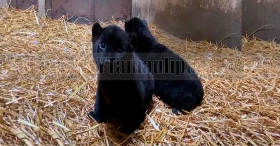 Hoy Tamaulipas - Michoacan Nacen dos jaguares melanicos en Zoologico de ...