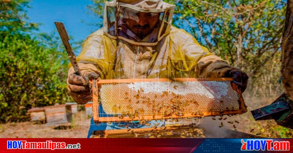 Hoy Tamaulipas - Sequia en Tamaulipas Apicultores de Tamaulipas tambien ... Hoy Tamaulipas - Sequia en Tamaulipas Apicultores de Tamaulipas tambien ...