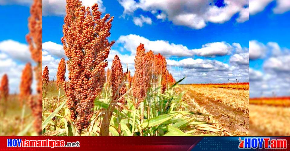 Hoy Tamaulipas - Lluvias beneficiaron al sorgo en el valle de San Fernando