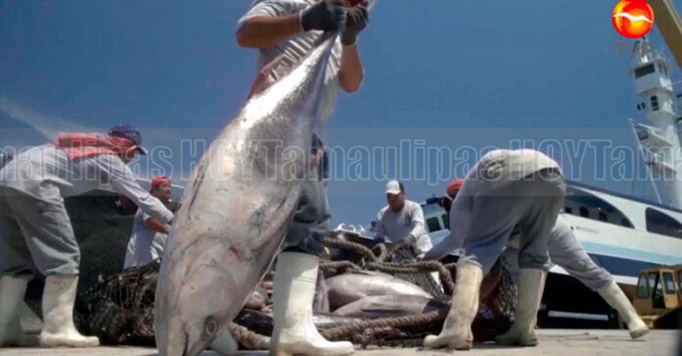 Hoy Tamaulipas - Inicia veda temporal para pesca comercial de atun ...