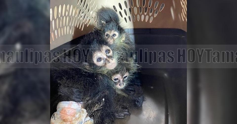 Hoy Tamaulipas - Tamaulipas Rescatan jaguares y monos arania de ...