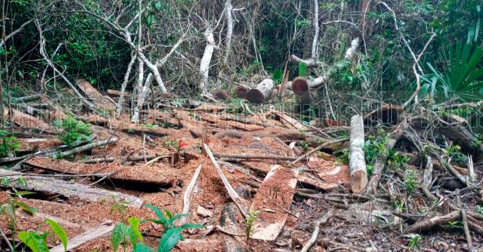 Hoy Tamaulipas - Tamaulipas Vigilaran tala inmoderada en Sierra La ...