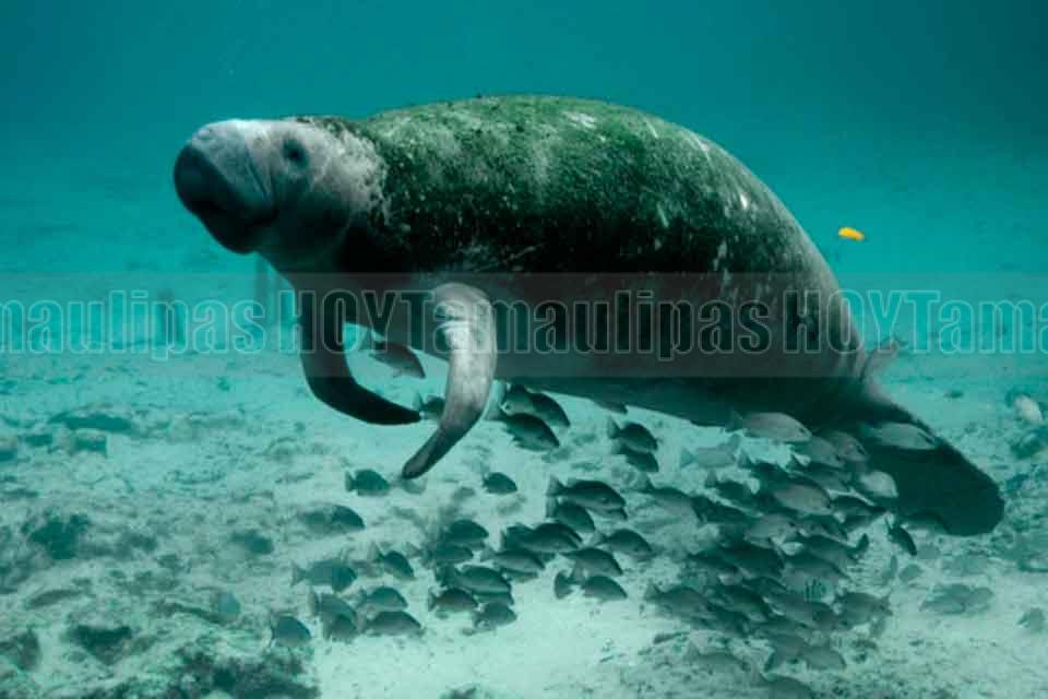 Hoy Tamaulipas - Profepa rescata en Veracruz a una cria de manati en ...