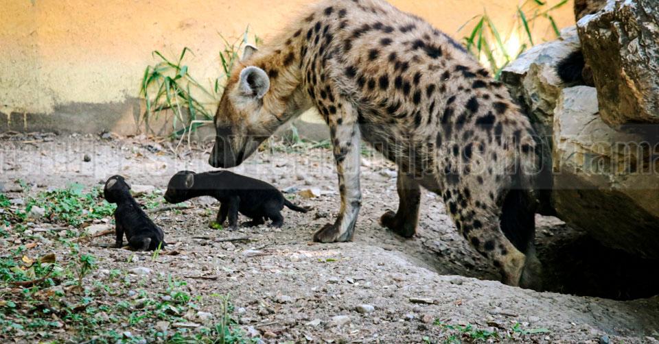 Hoy Tamaulipas - Descubre cuando puedes visitar a las crias de hiena en el Zoo Tamatan de Victoria