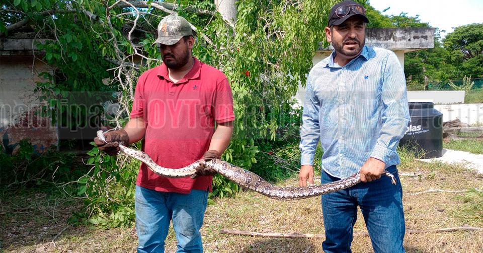 Hoy Tamaulipas - Tamaulipas Capturan enorme vibora Mazacuata en Altamira