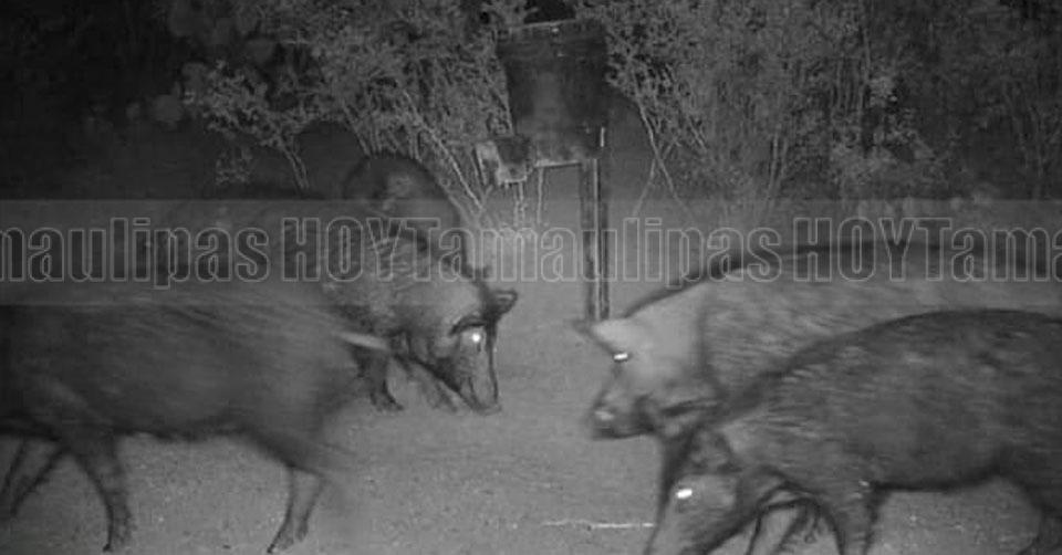 Hoy Tamaulipas - Tamaulipas Causa estragos el marrano alzado en Nuevo ...