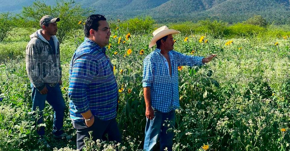 Hoy Tamaulipas - Mariposa Monarca en Tamaulipas La Mariposa Monarca ...