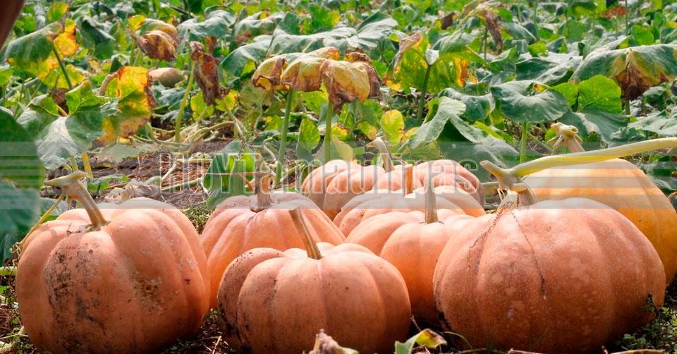 Hoy Tamaulipas - Tamaulipas Calabaza de castilla un manjar que se ...