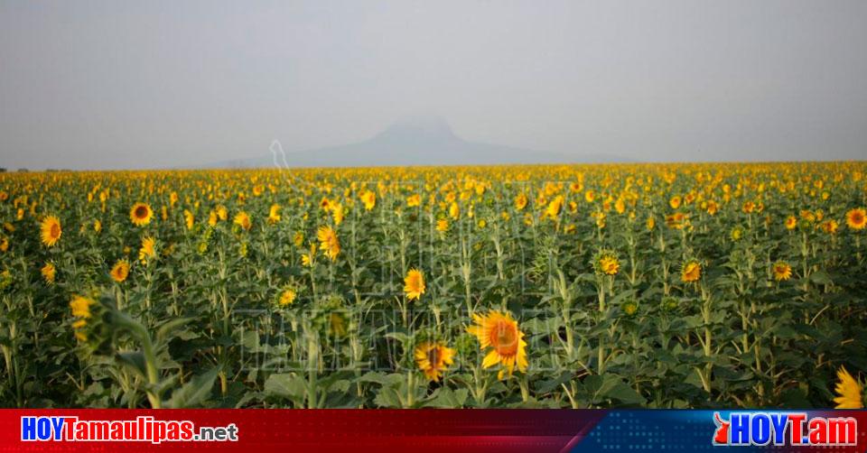 Hoy Tamaulipas - Campo de girasoles en Tamaulipas Girasoles de Gonzalez ... Hoy Tamaulipas - Campo de girasoles en Tamaulipas Girasoles de Gonzalez ...