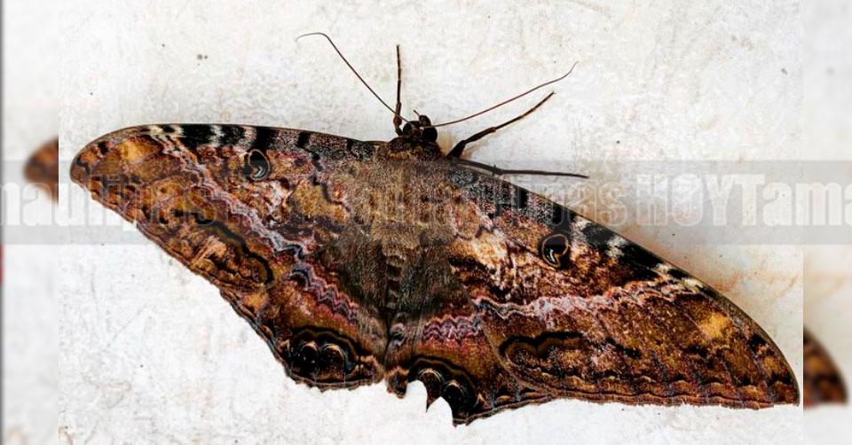 Hoy Tamaulipas - Todo lo que tienes que saber sobre la Â“Mariposa de La ...