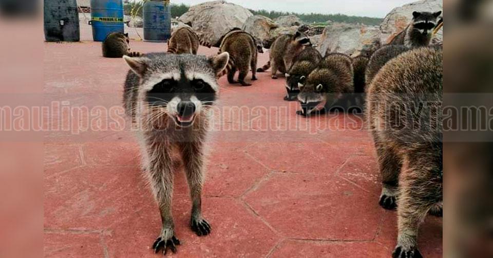 Hoy Tamaulipas - Tamaulipas Sin reporte de ataques de mapaches a ...