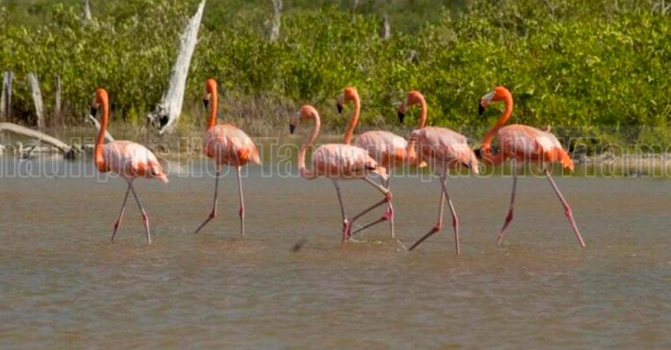 Hoy Tamaulipas - QRoo Arriban primeras parvadas de flamencos rosados a ...