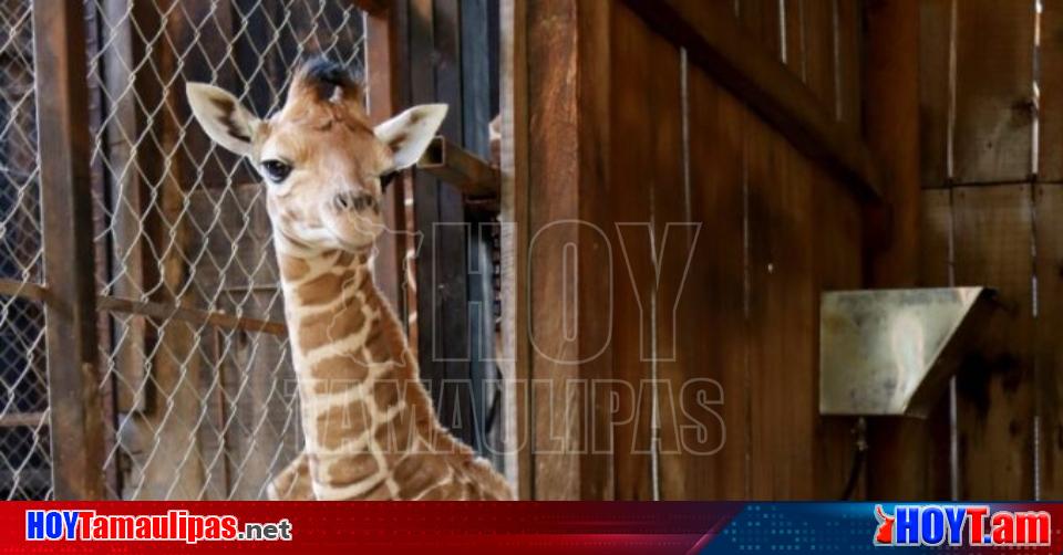 Hoy Tamaulipas - Nace jirafa reticulada en el Zoologico de Morelia