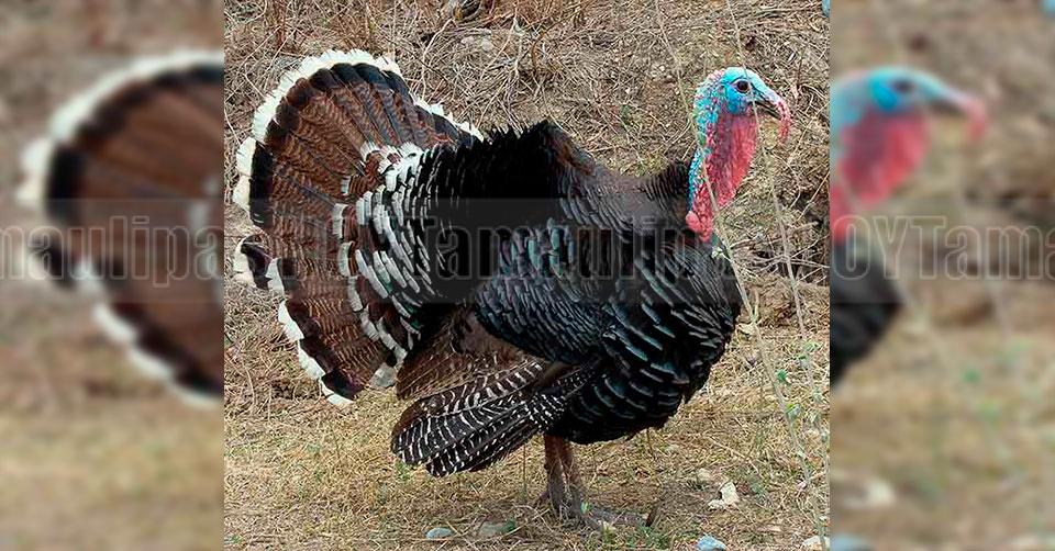 Hoy Tamaulipas - Mexico Urgen especialistas a incentivar el consumo del ...