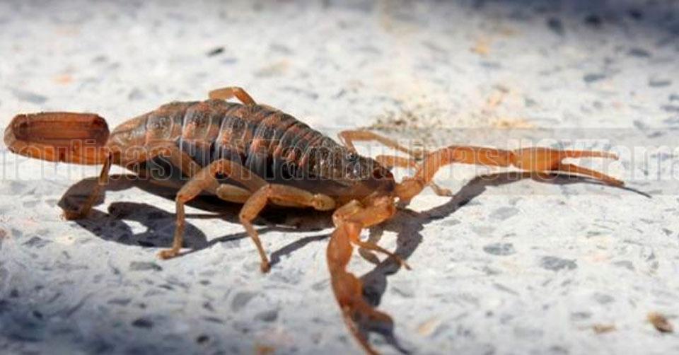 Hoy Tamaulipas - Tamaulipas Alerta Salud por picaduras de alacran y aranias en Ciudad Victoria