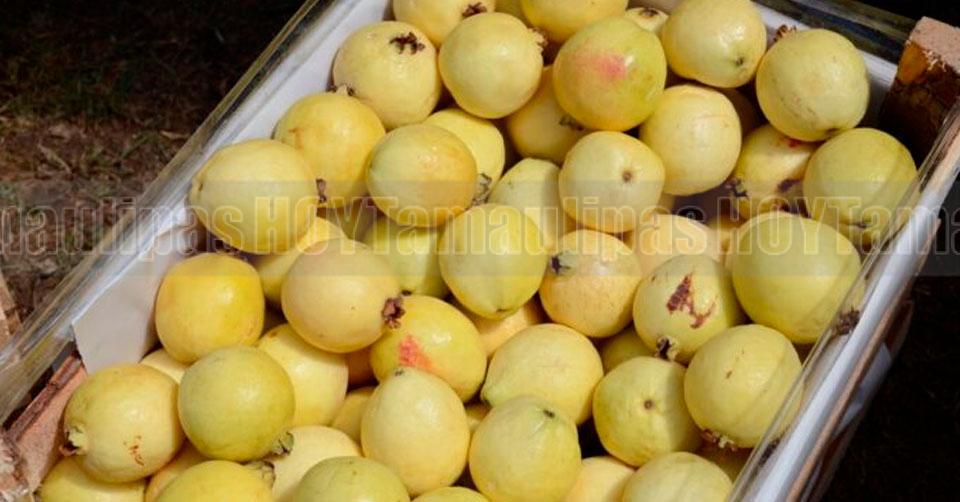 Hoy Tamaulipas - Nacional Aplican esquema para potenciar produccion del ...