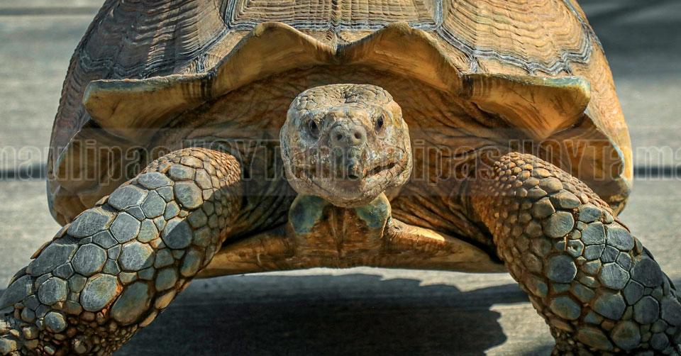 Hoy Tamaulipas - Tamaulipas Tiene Tamatan a Â“TugoÂ” la tercera tortuga ...