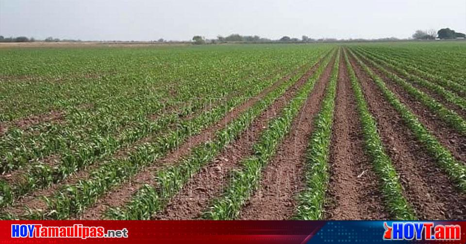 Hoy Tamaulipas - Cosecha de sorgo en Tamaulipas se retraso 10 dias por las lluvias