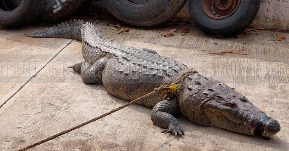 Hoy Tamaulipas - Tamaulipas Capturan cocodrilo de 3.40 metros de largo ...