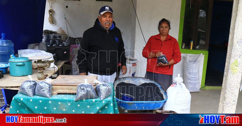 Hoy Tamaulipas - Tamaulipas Empieza a rendir fruto apoyo del Municipio a productores victorenses