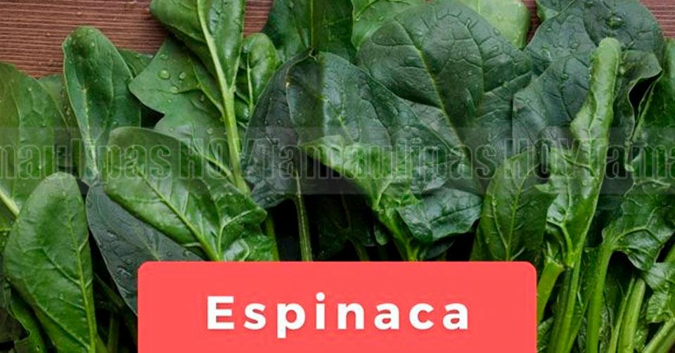 Hoy Tamaulipas - Mexico Conoce la espinaca el producto mas nutritivo