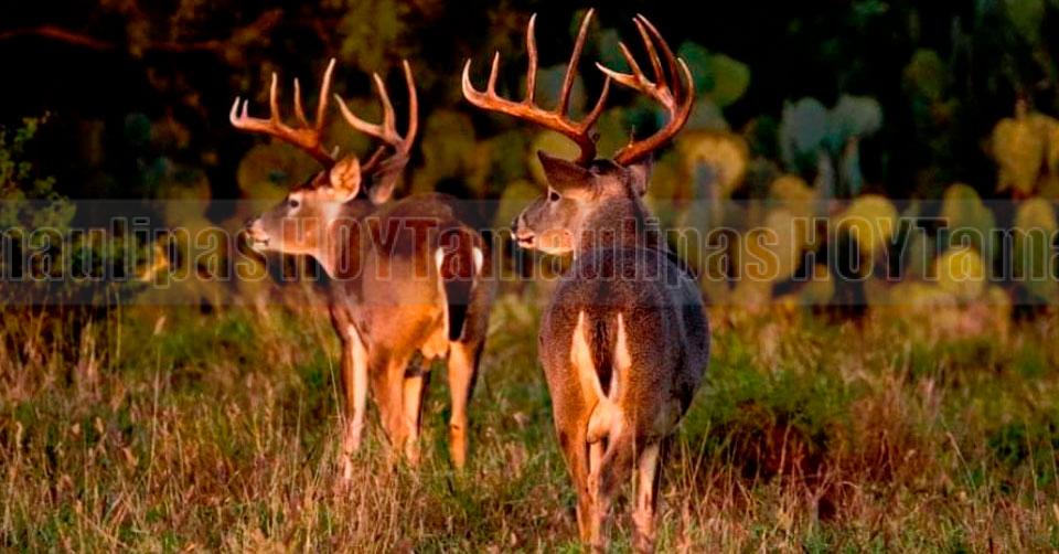 Hoy Tamaulipas - Tamaulipas Garantizada seguridad para cazadores de ...