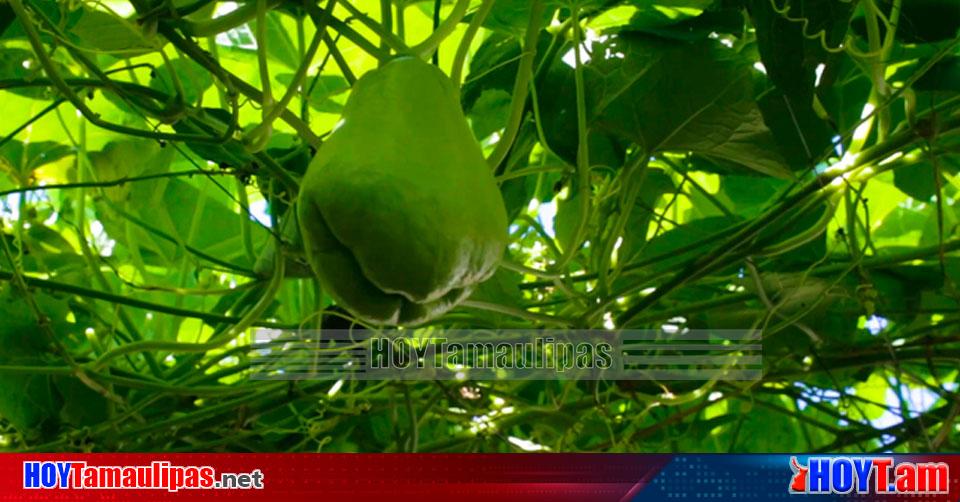 Hoy Tamaulipas - Ofrece cultivo de chayote alternativa sustentable para productores de pequenia ...