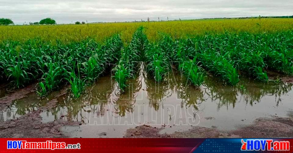 Hoy Tamaulipas - Clima en Tamaulipas Lluvias inundan parcelas de sorgo en San Fernando
