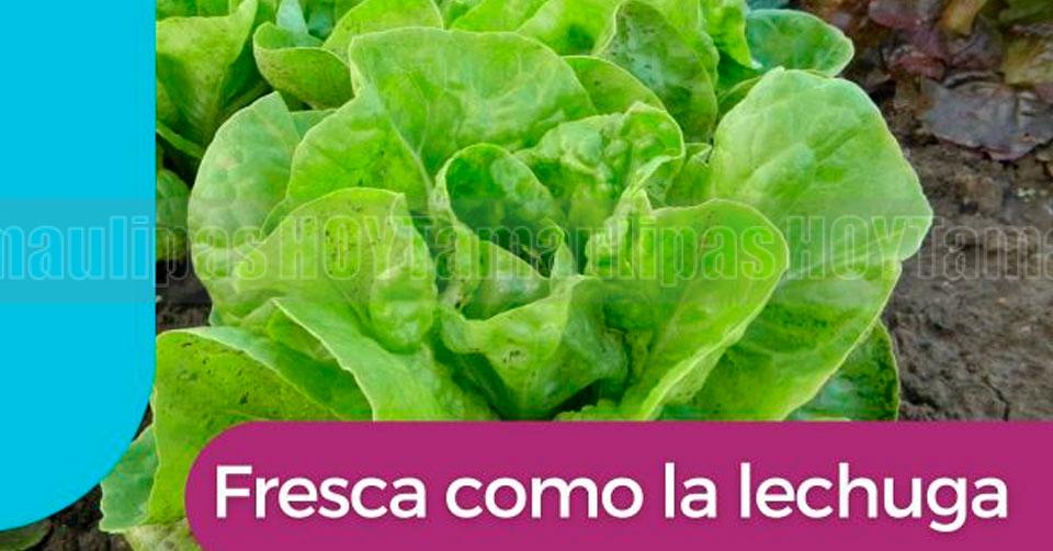 Hoy Tamaulipas - Agricultura en Mexico Fresca como la lechuga