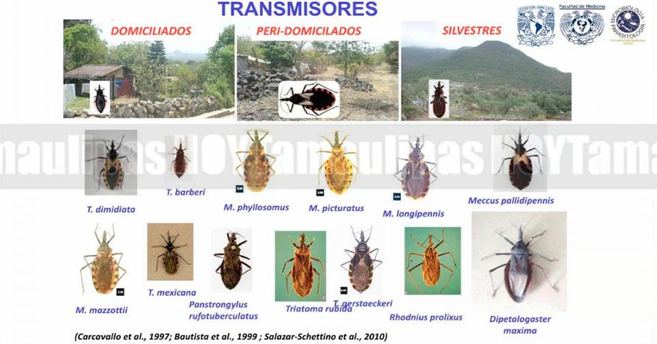 Hoy Tamaulipas - Enfermedad de Chagas afecta 7 de personas que habitan ...