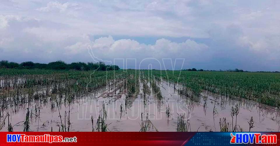 Hoy Tamaulipas - Lluvia afecta siembra de sorgo en el Ejido Periquitos de Reynosa