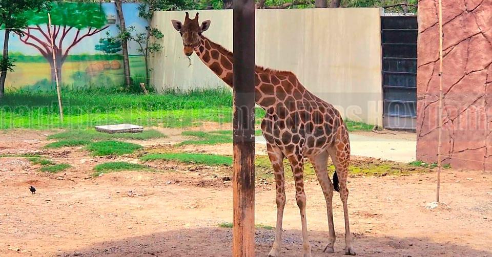 Hoy Tamaulipas - Tamaulipas Devolvera Tamatan a jirafa y jaguar prestados