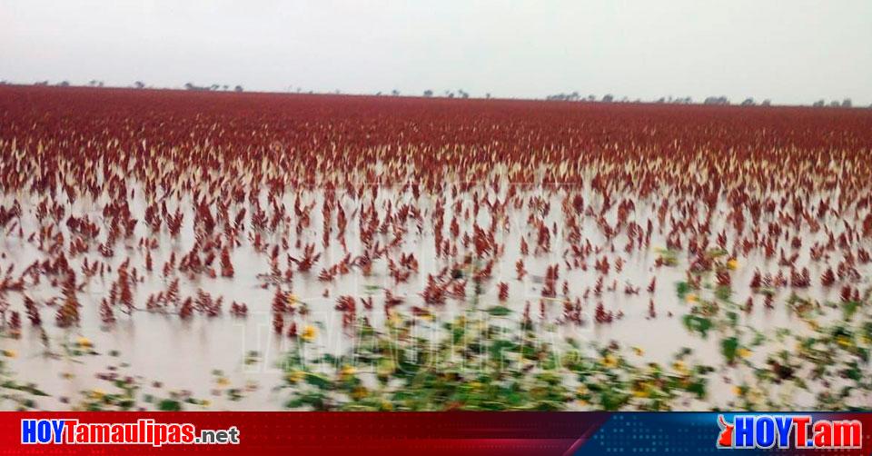 Hoy Tamaulipas - Inundaciones en Tamaulipas Lluvias ahogan cosechas en San Fernando