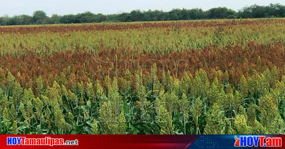 Hoy Tamaulipas - Lluvias retrasan cosecha de sorgo en Tamaulipas