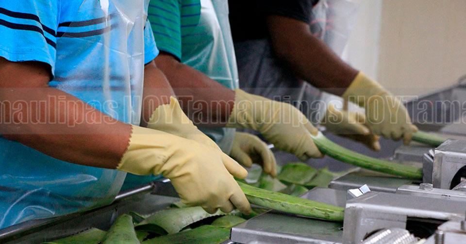 Hoy Tamaulipas - Tamaulipas Denuncian abusos en Savilera RALOP de Jaumave