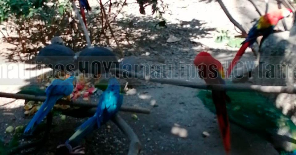 Hoy Tamaulipas - Tamaulipas Hasta paletas de hielo les dan a los ...