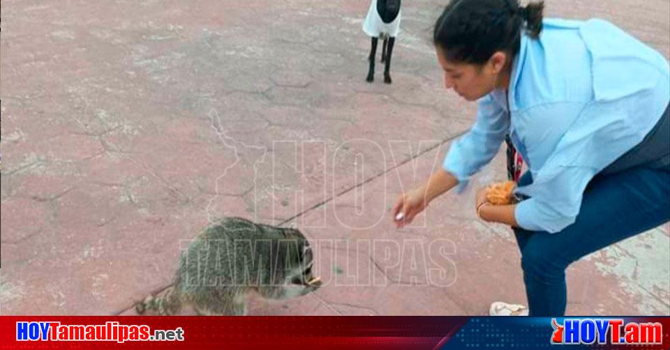 Hoy Tamaulipas - Tamaulipas Ninia intenta alimentar a mapache y termina ... Hoy Tamaulipas - Tamaulipas Ninia intenta alimentar a mapache y termina ...